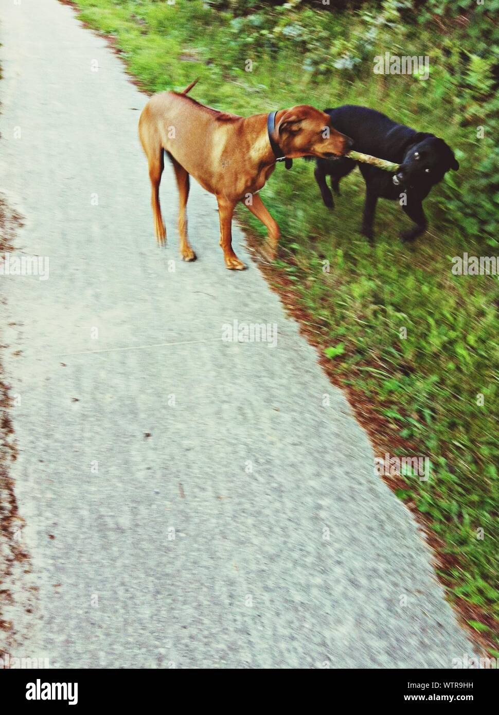 Two dogs walking hi-res stock photography and images - Alamy