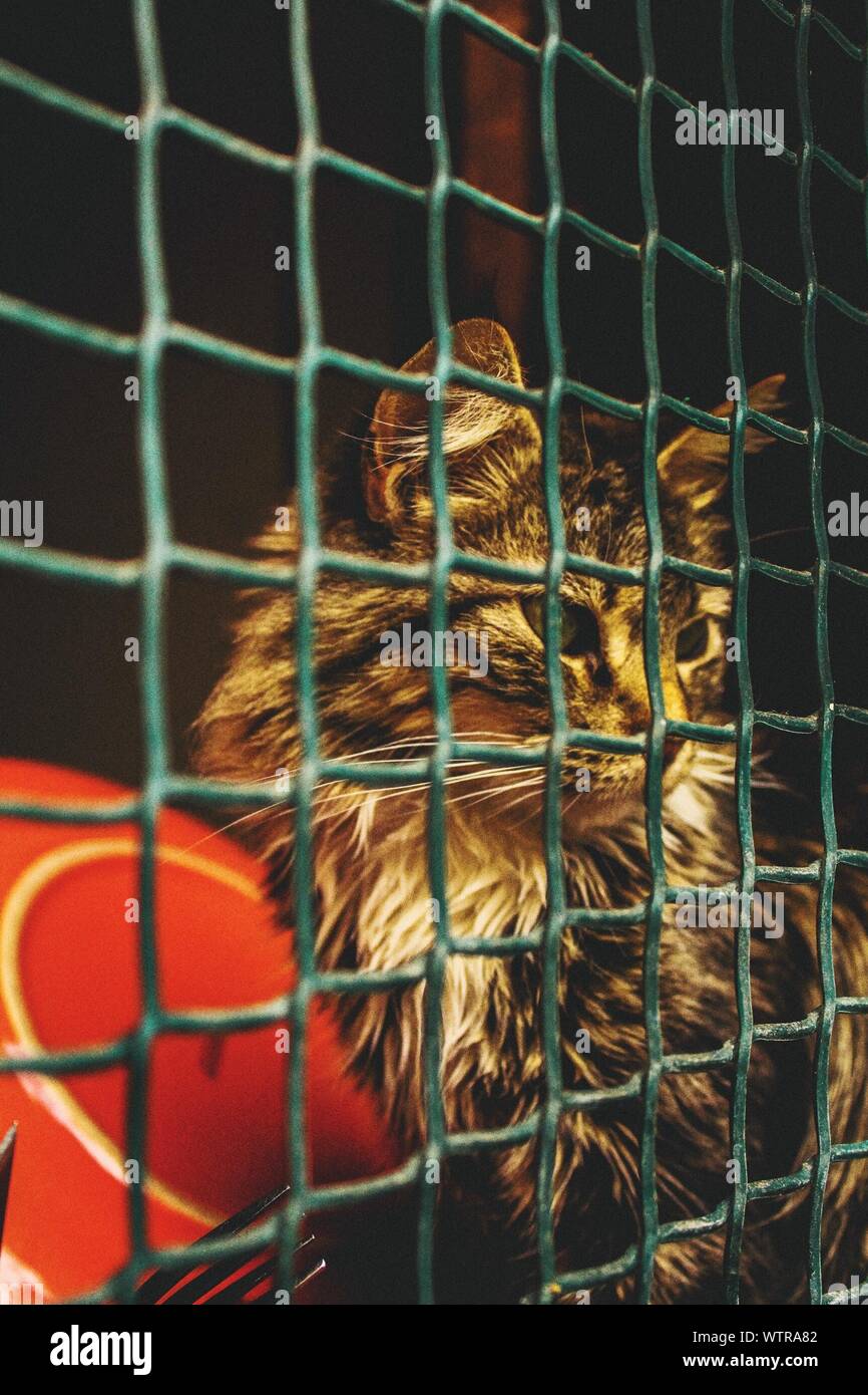 Confined Cat High Resolution Stock Photography and Images - Alamy