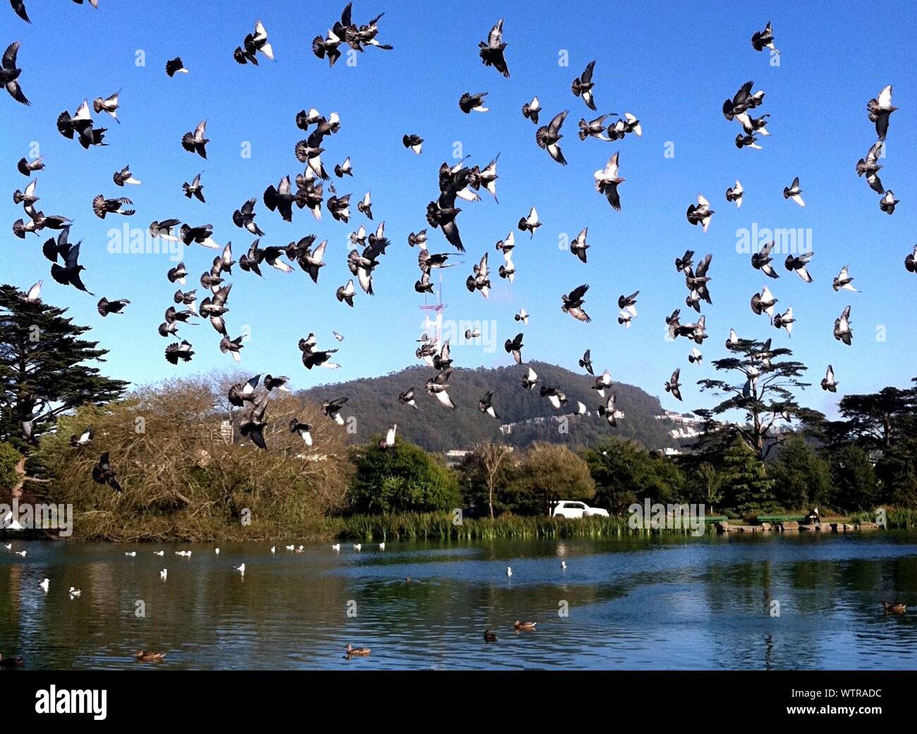 Low flying pigeons hi-res stock photography and images - Alamy