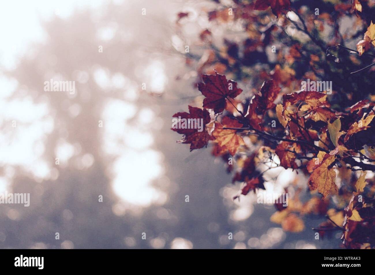 Plum tree autumn hi-res stock photography and images - Alamy