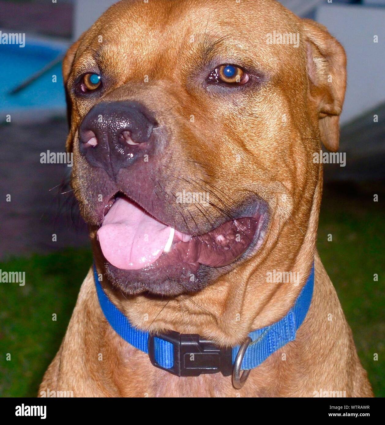 Extreme Close Up Dog Eye Animal Eye High Resolution Stock Photography ...