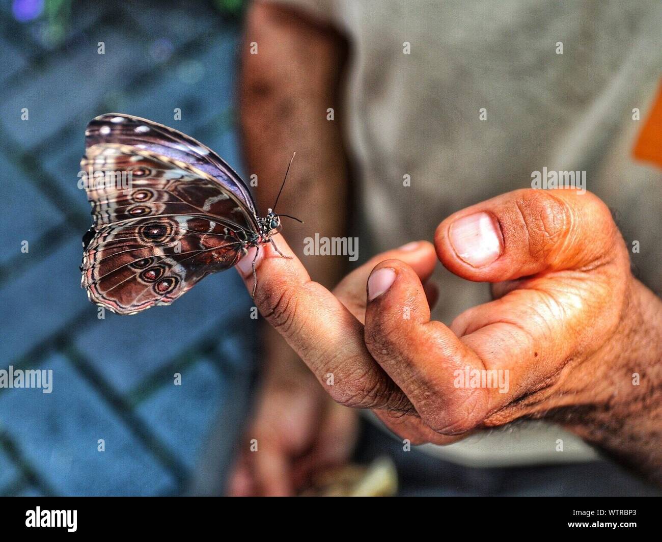 The butterfly man hi-res stock photography and images - Alamy