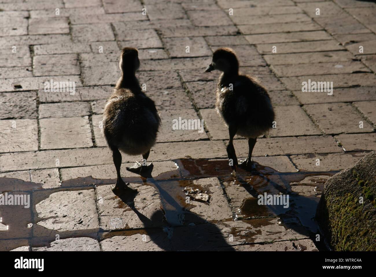 Ducklings Walking Stock Photos & Ducklings Walking Stock Images - Alamy