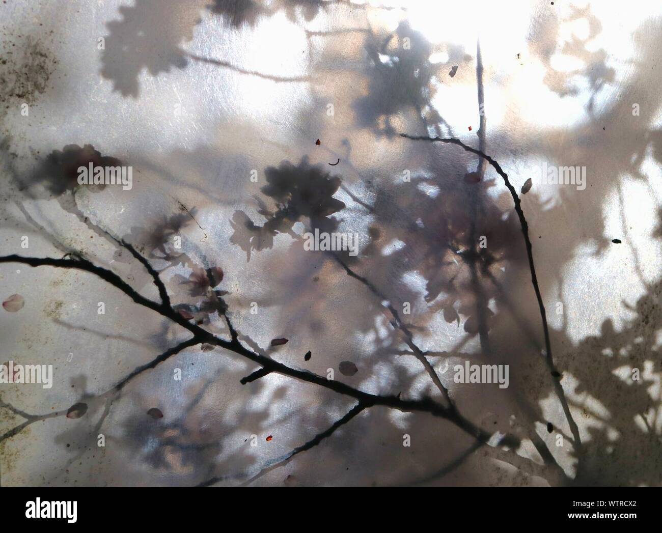 Tree ceiling hi-res stock photography and images - Alamy