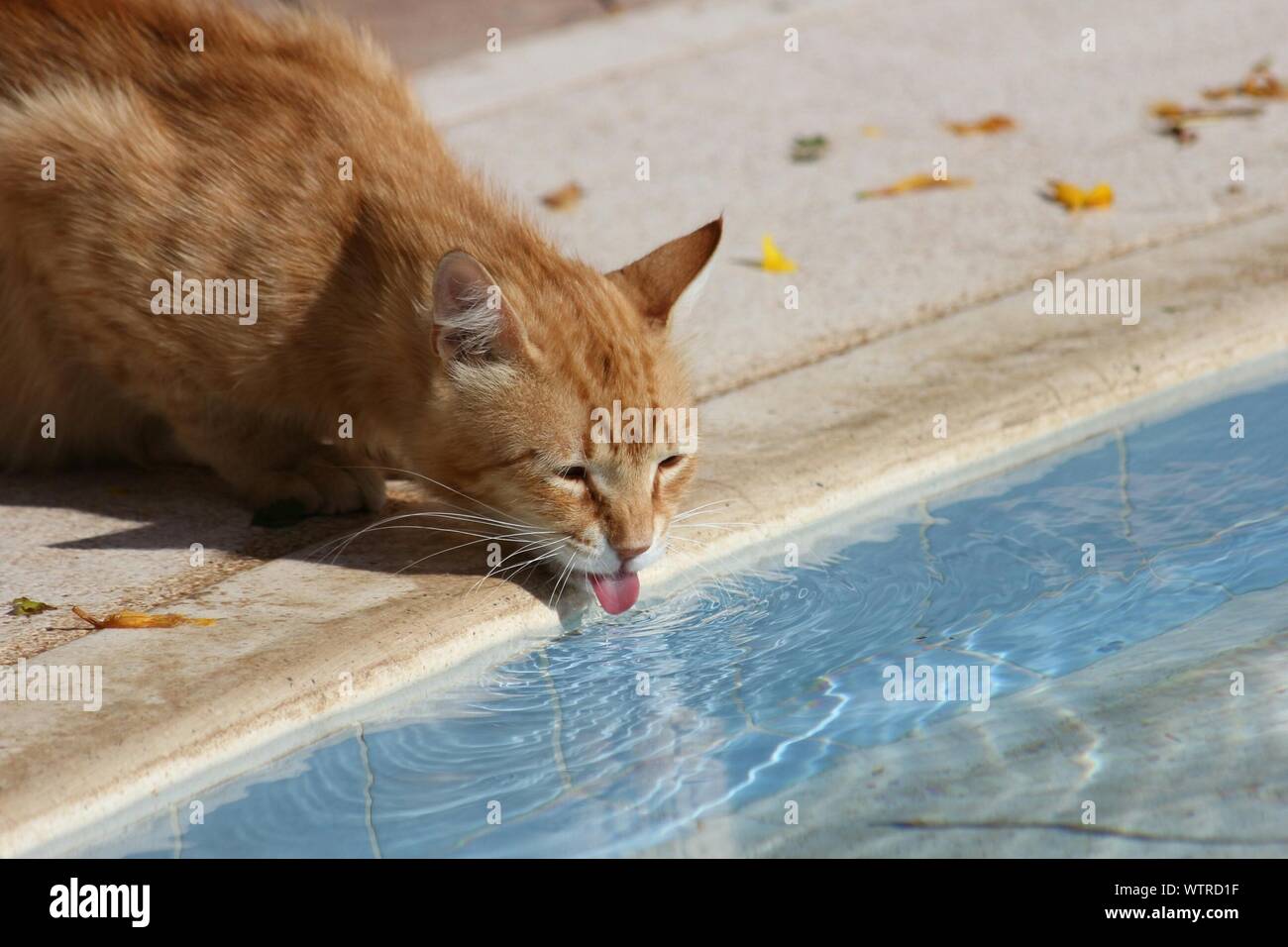 Cat pool hi-res stock photography and images - Alamy