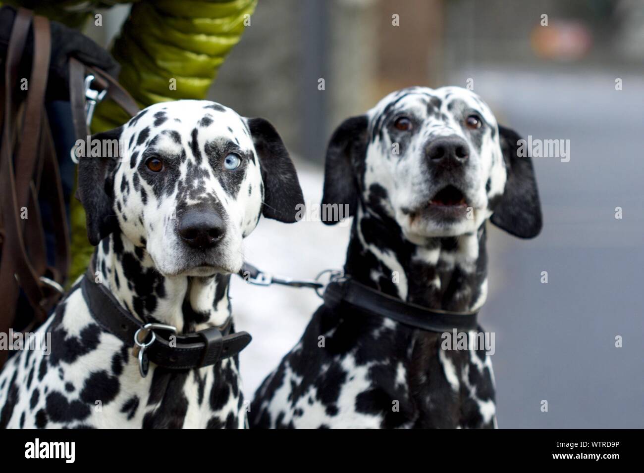 Two dalmatians hi-res stock photography and images - Alamy