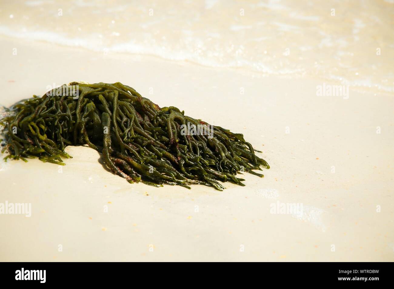 Kelp leaves hi-res stock photography and images - Alamy