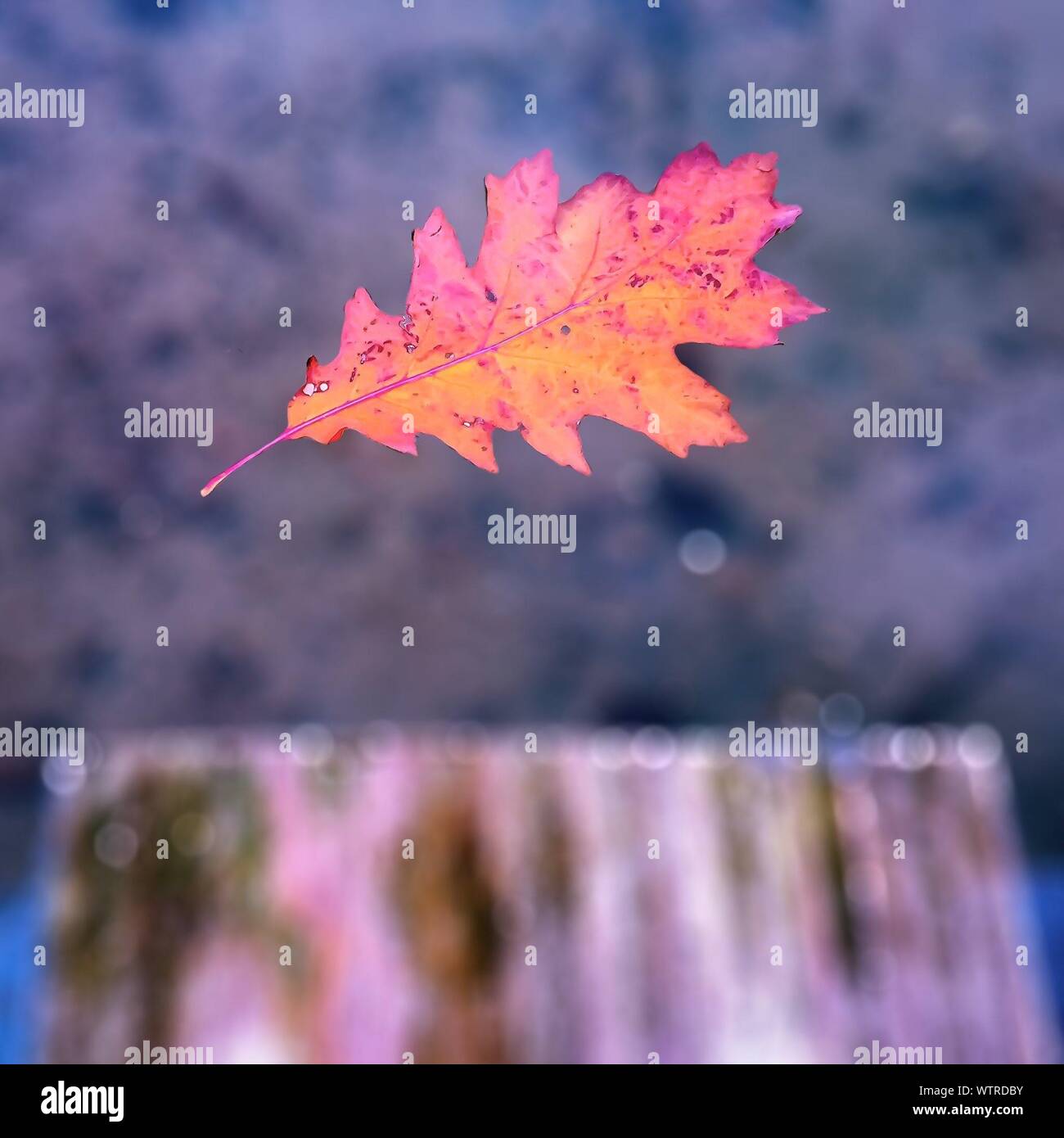 Falling leaf hi-res stock photography and images - Alamy