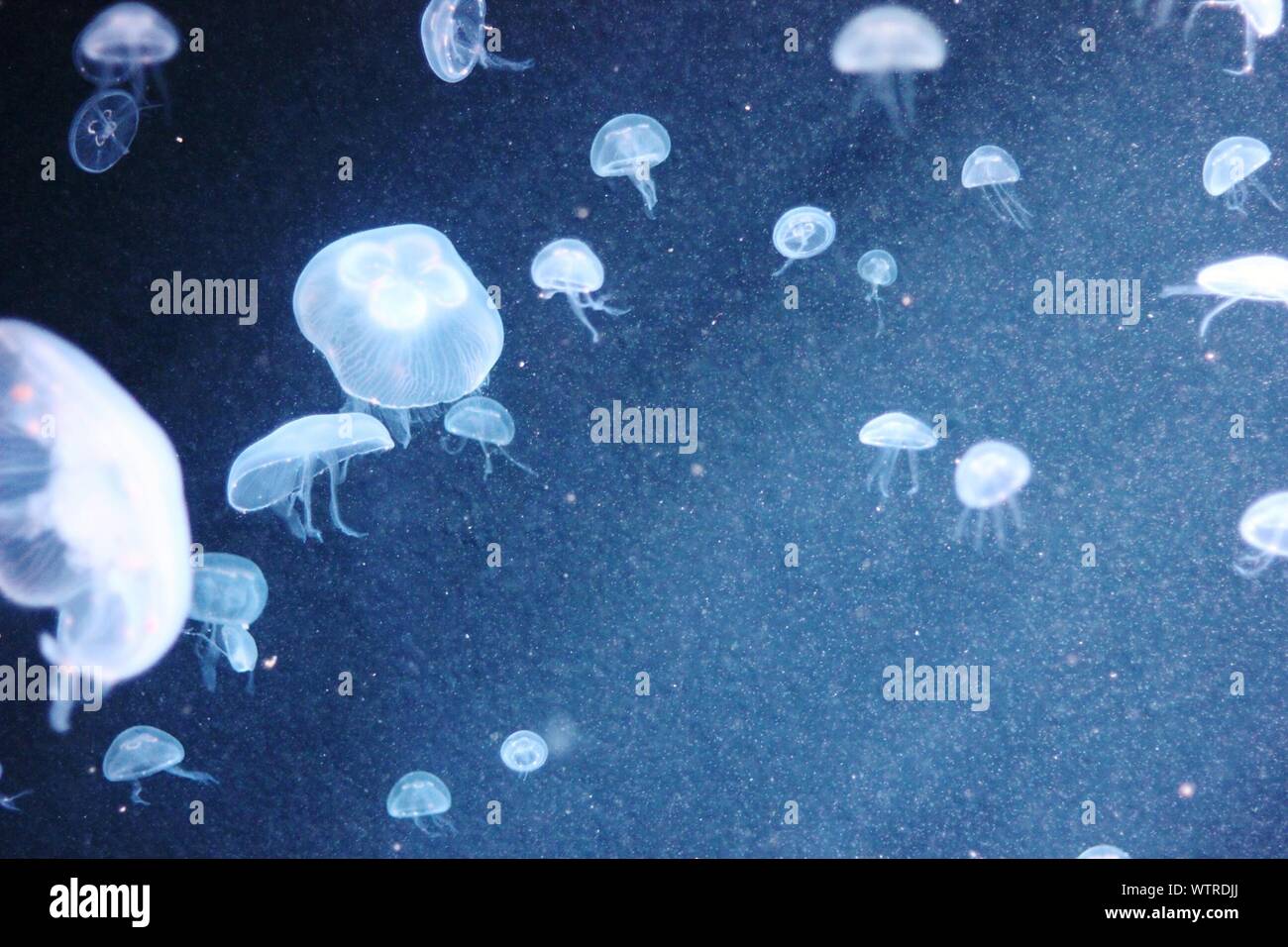 School Of Jellyfish High Resolution Stock Photography and Images - Alamy