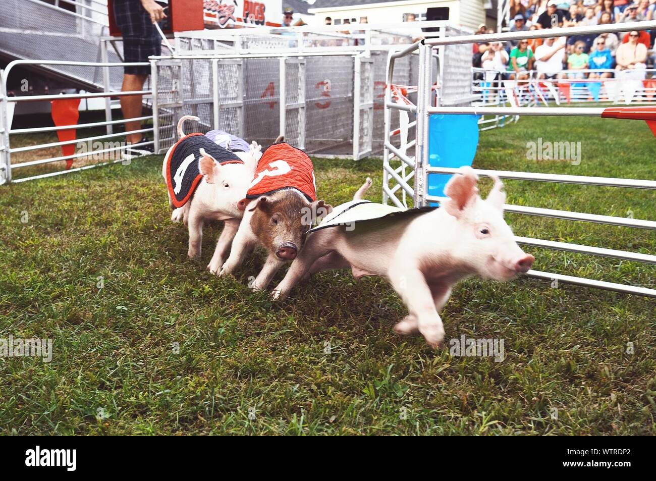 Pig competition hi-res stock photography and images - Alamy