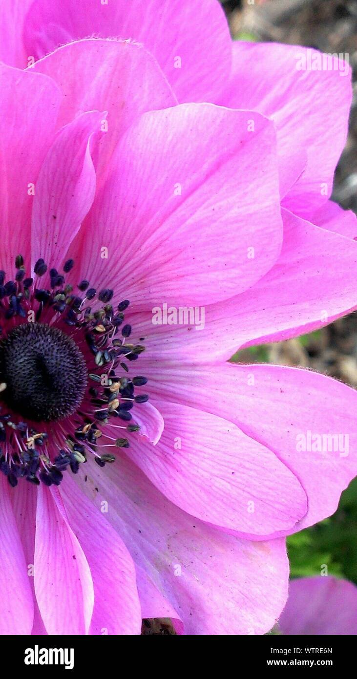 Pink anemone hi-res stock photography and images - Alamy
