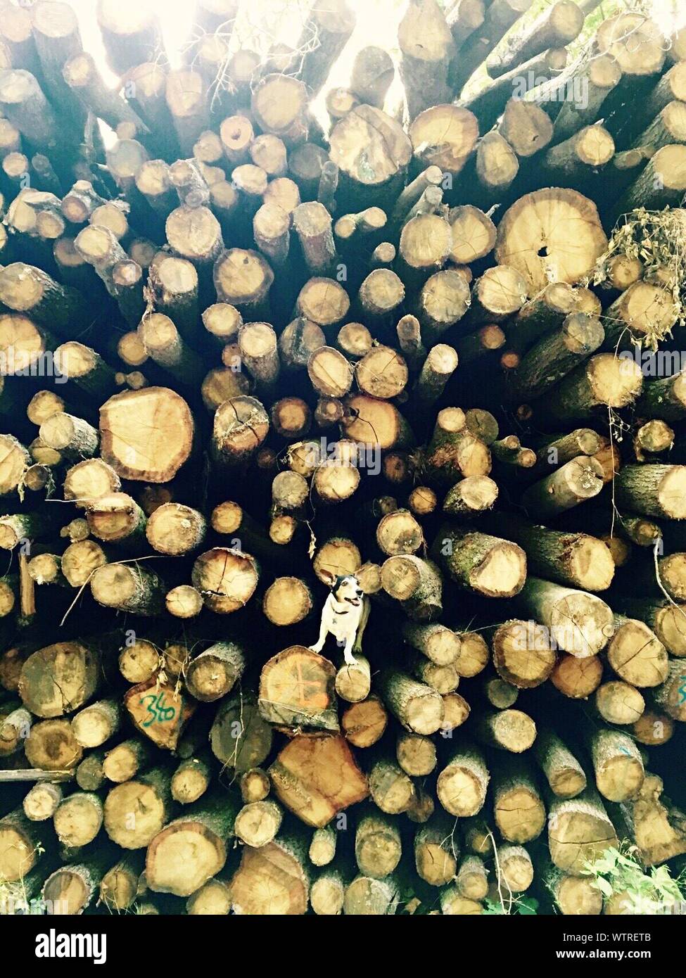 Standing timber hi-res stock photography and images - Alamy