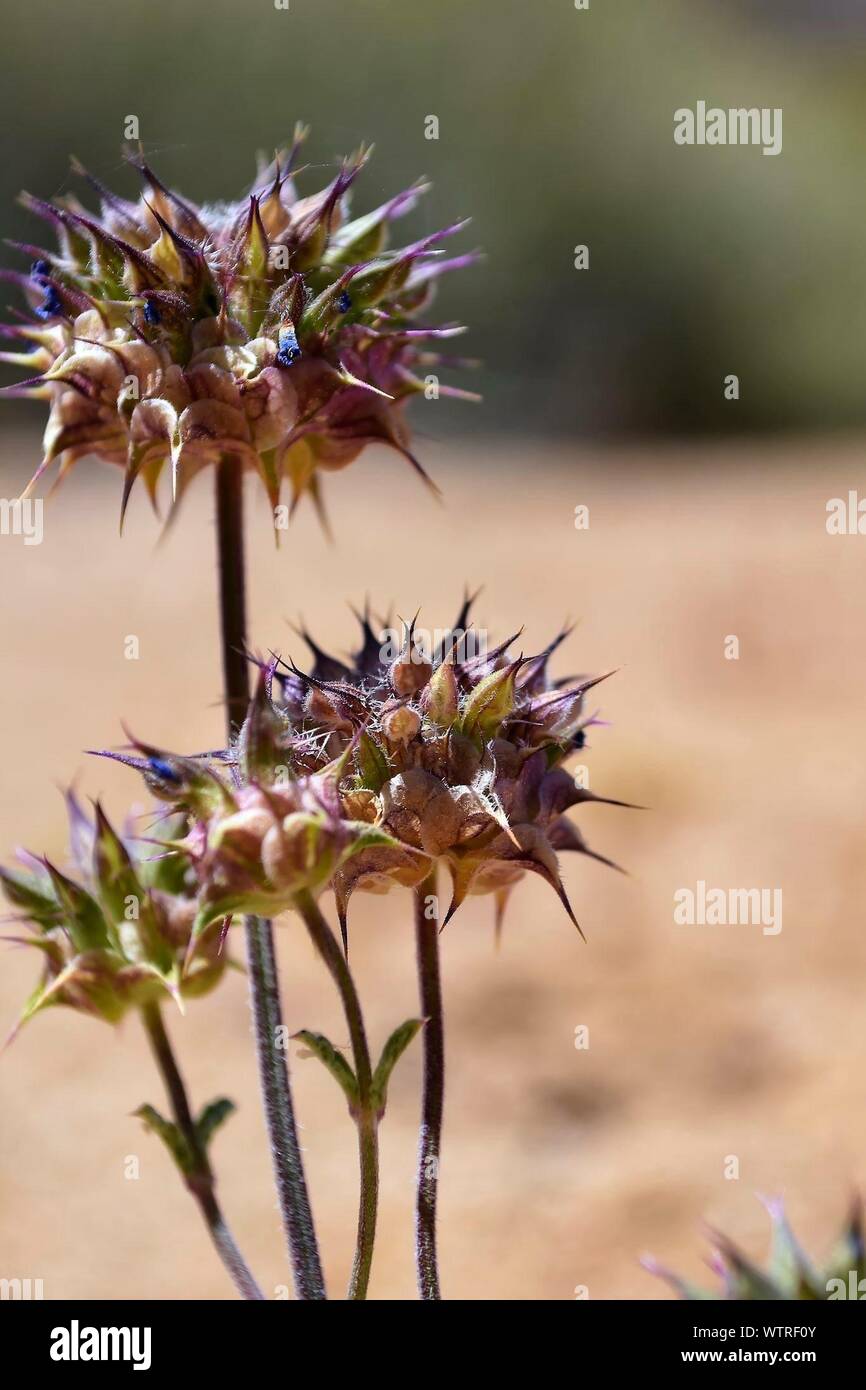Spiky Flowers High Resolution Stock Photography and Images - Alamy
