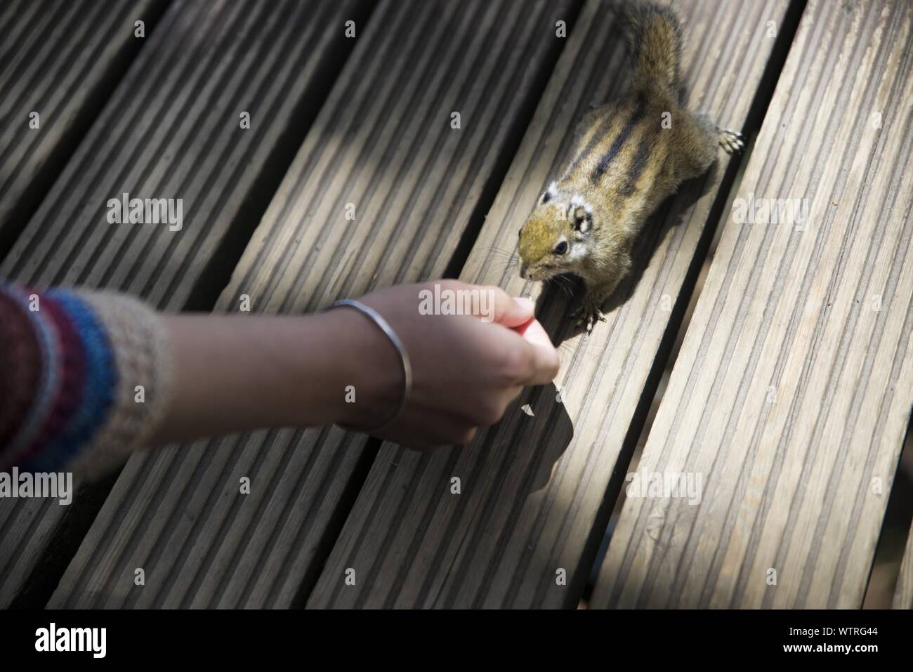 Human animal touching hi-res stock photography and images - Alamy