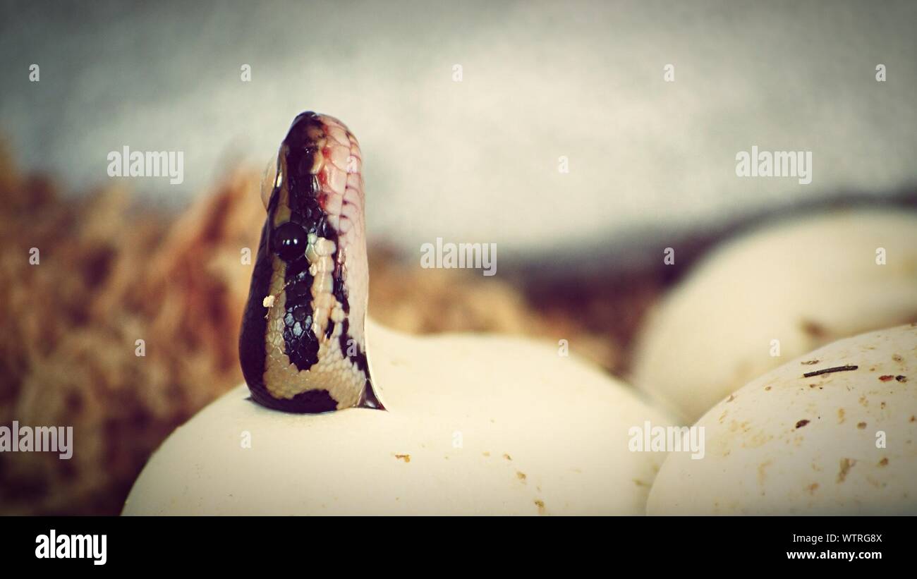 Reptile Hatching High Resolution Stock Photography and Images - Alamy