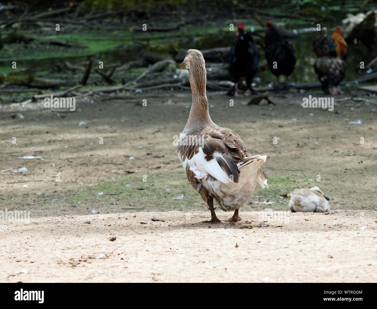 Rear View Of Two Geese Stock Photo - Alamy