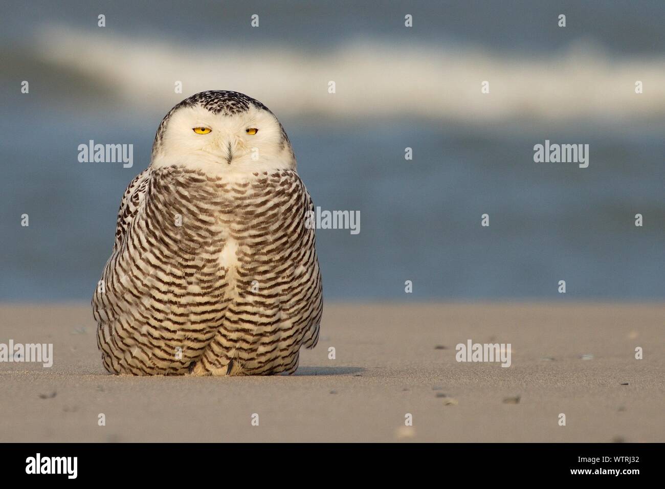 Beach owl hi-res stock photography and images - Alamy
