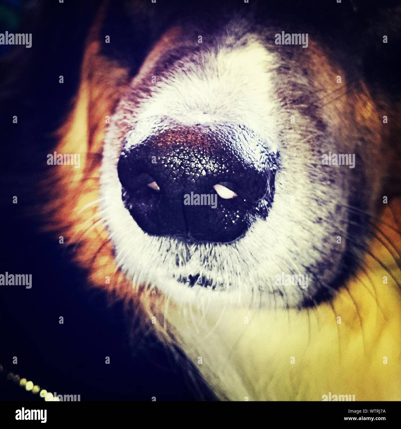 Close up of dog nose hi-res stock photography and images - Alamy