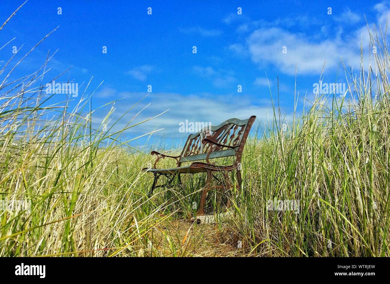 Bench in meadow hi-res stock photography and images - Alamy