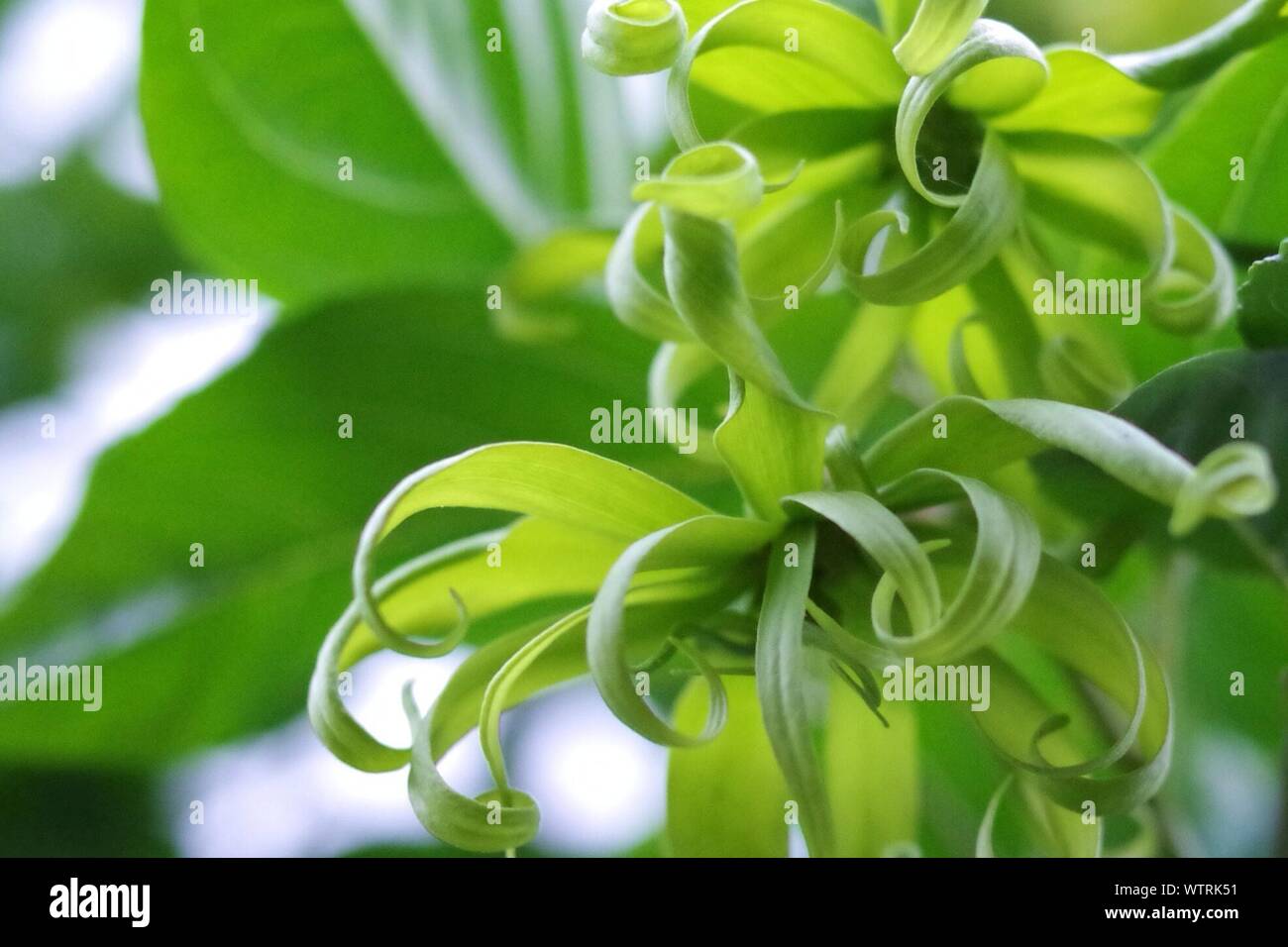 Curled up leaves hi-res stock photography and images - Alamy