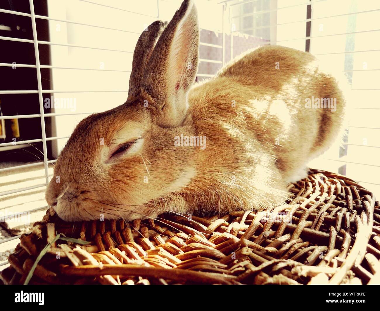 Cage bed hi-res stock photography and images - Alamy