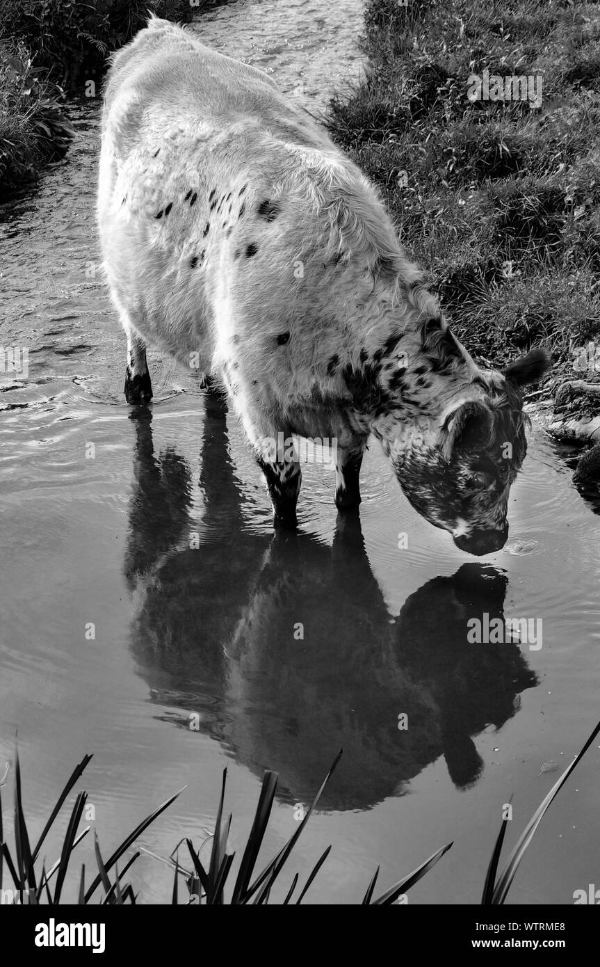 Domestic water cow hi-res stock photography and images - Alamy