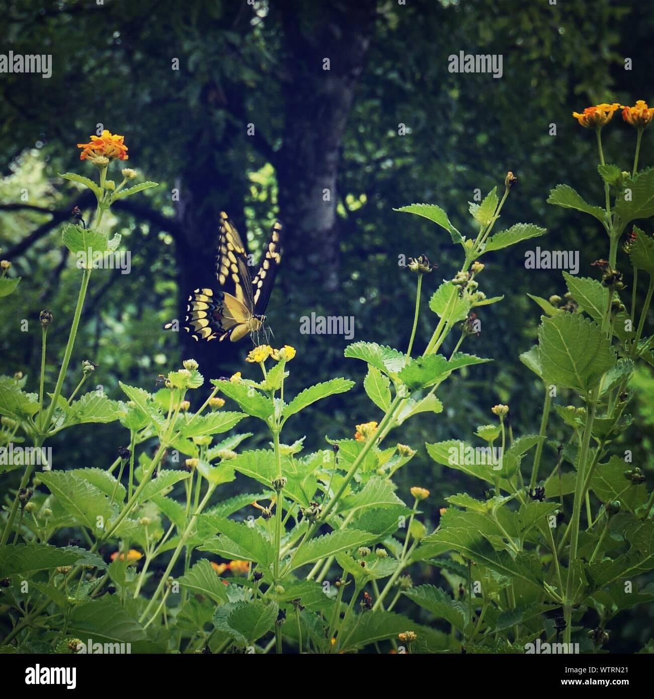 Landing butterfly hi-res stock photography and images - Alamy