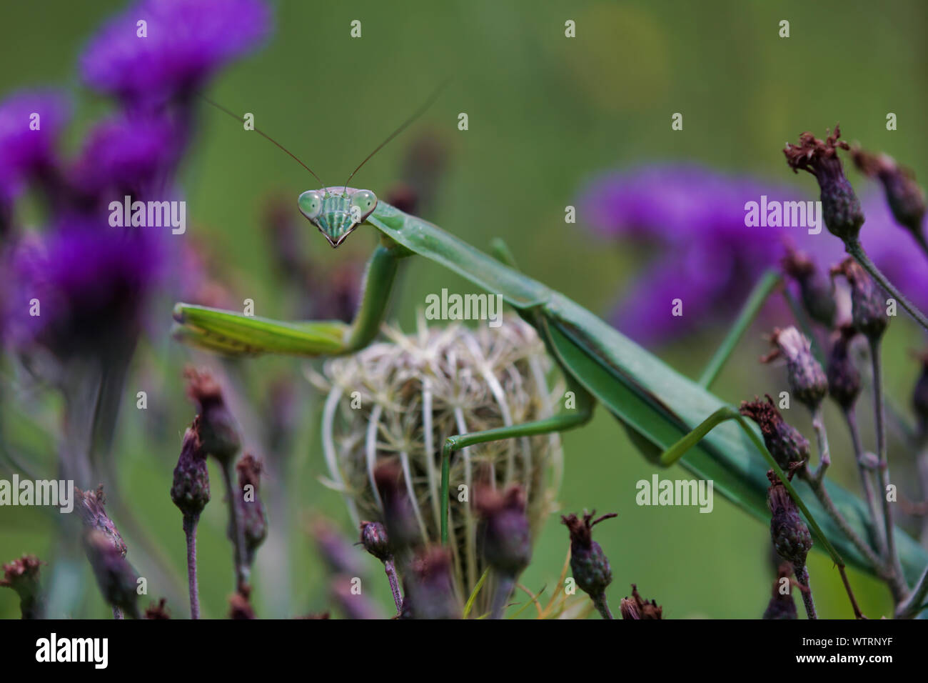 Praying mantis on the hunt Stock Photo - Alamy