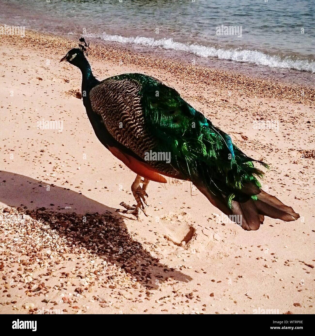 Sea peacock hi-res stock photography and images - Alamy