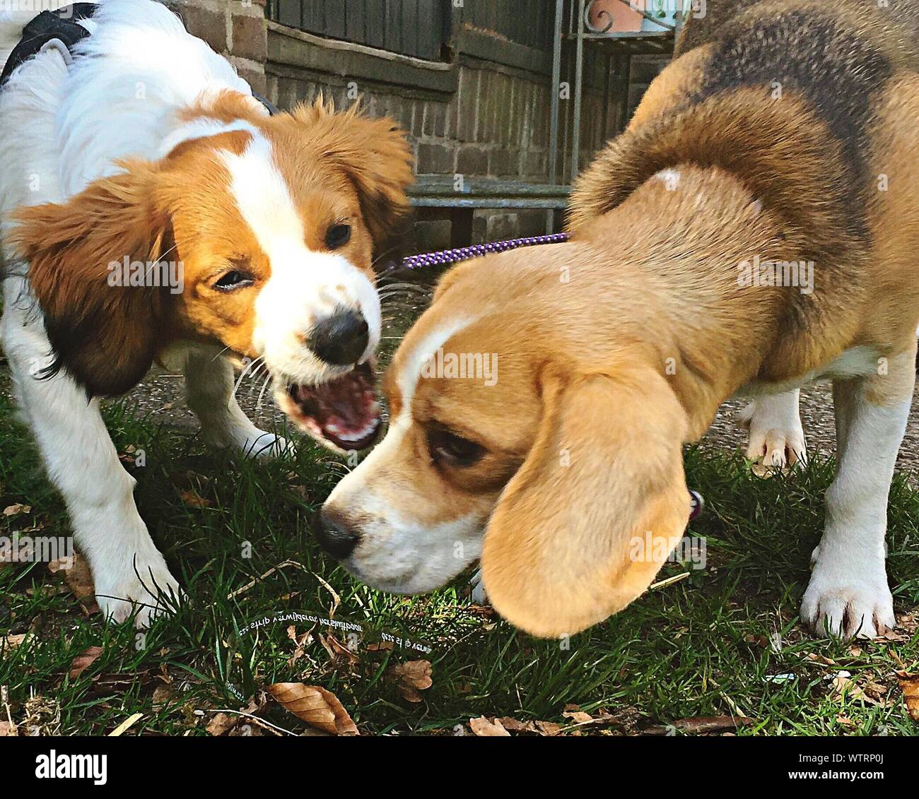 Angry dogs hi-res stock photography and images - Alamy
