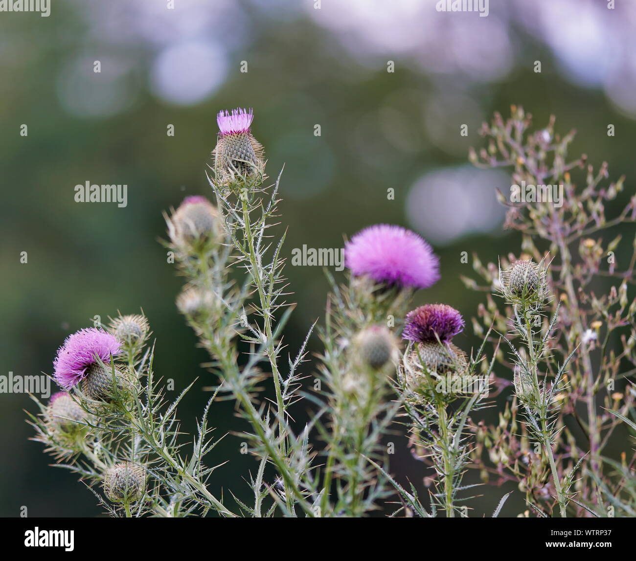 purple thistle flowers Stock Photo - Alamy