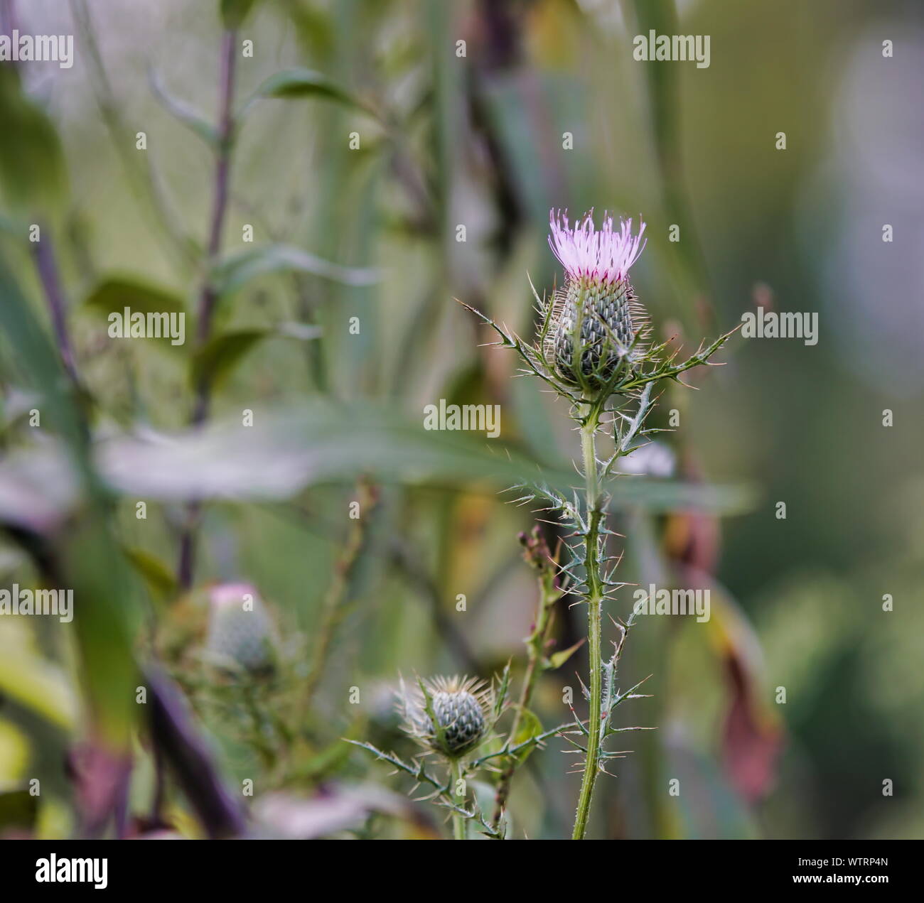 Ohio thistle hi-res stock photography and images - Alamy