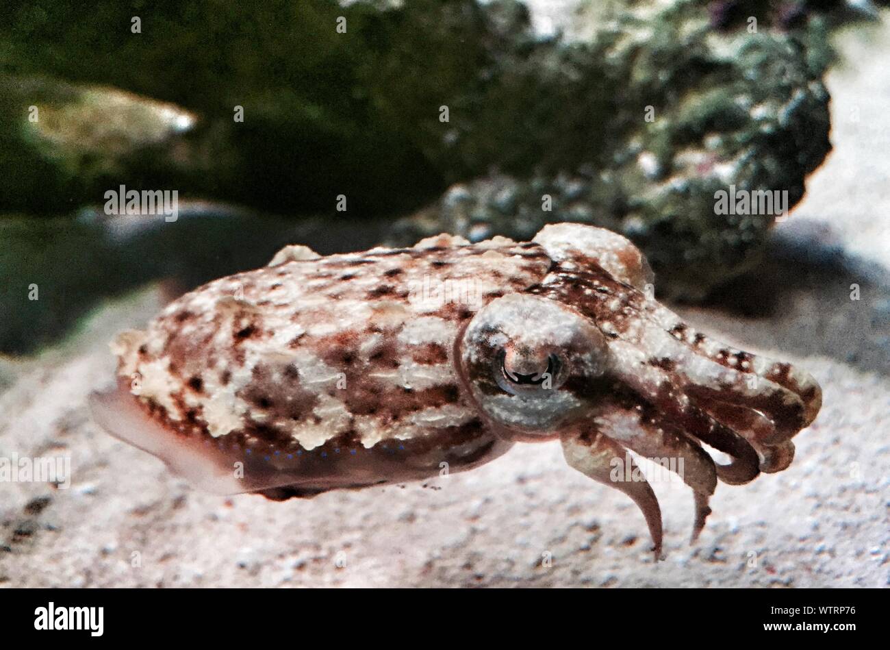 Close up of cuttlefish hi-res stock photography and images - Alamy