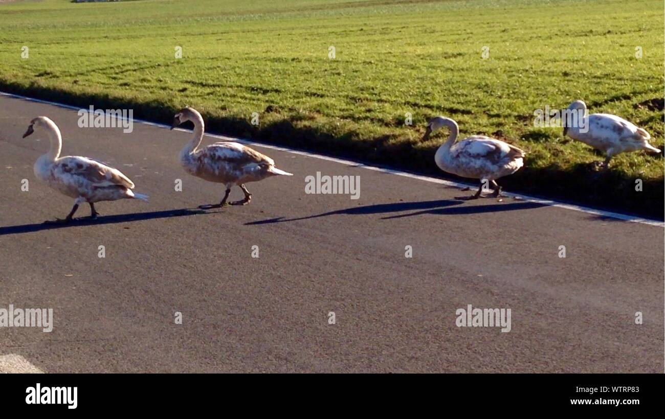 Swan crossing road hi-res stock photography and images - Alamy