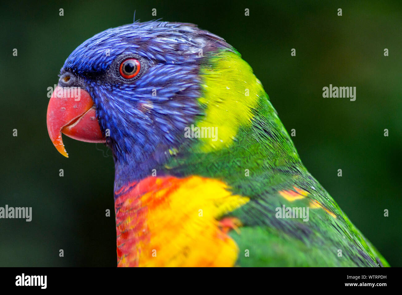 Rainbow the parrot hi-res stock photography and images - Alamy