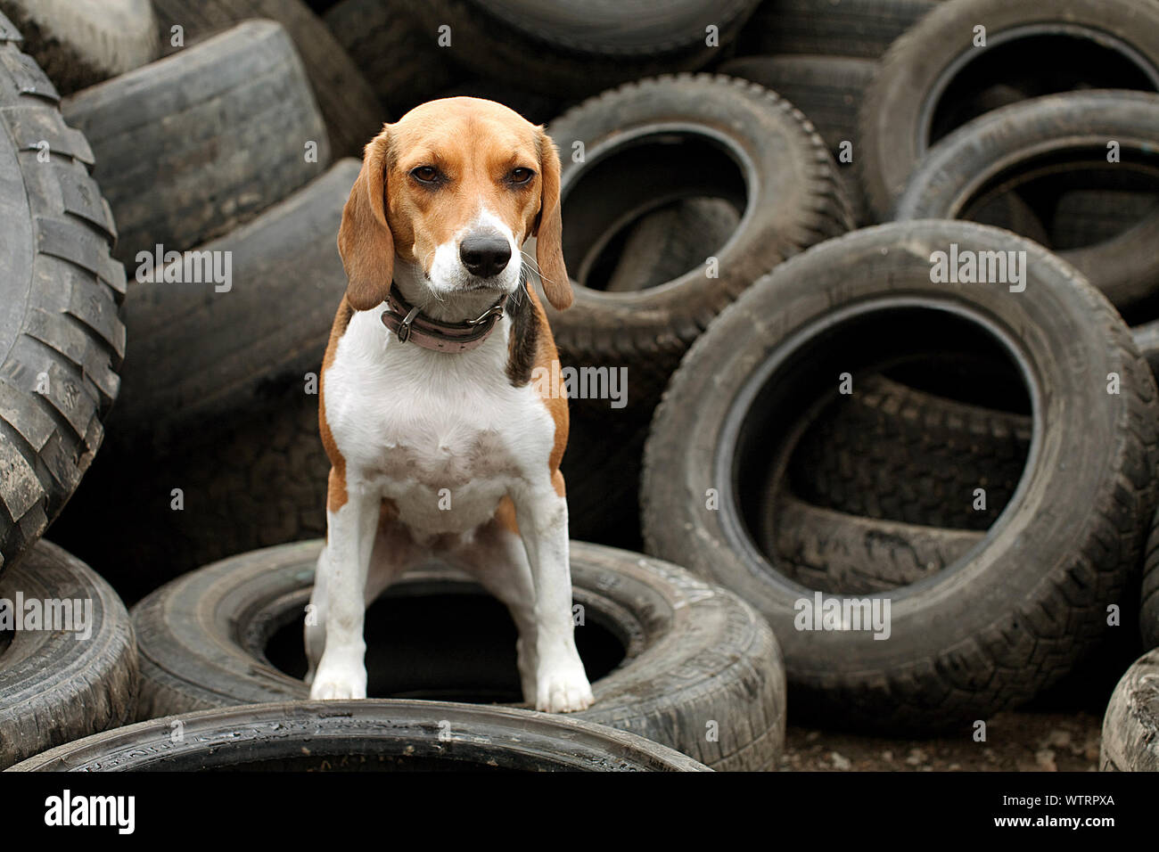 Junkyard dog hi-res stock photography and images - Alamy