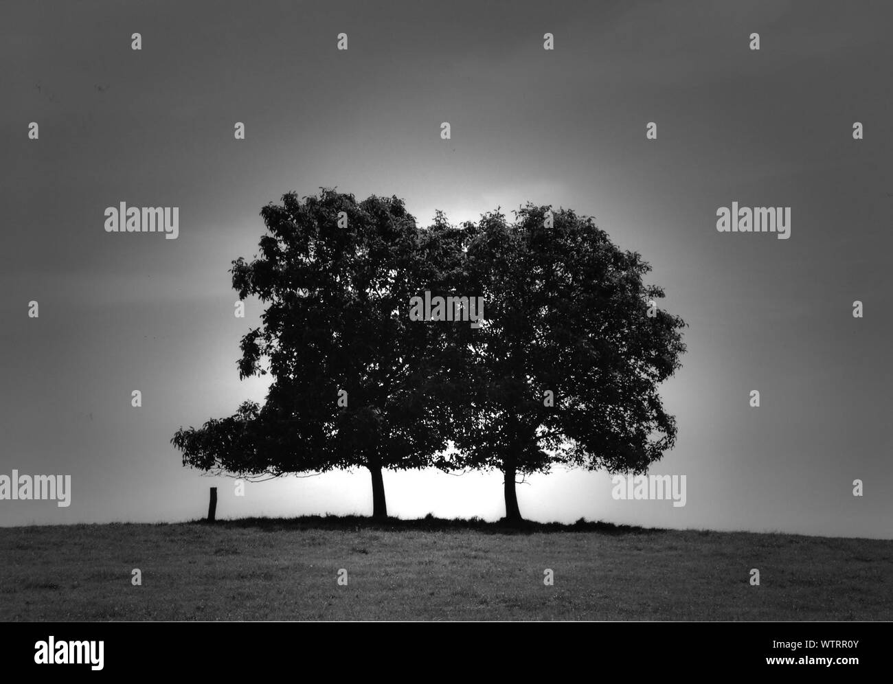 Two trees hi-res stock photography and images - Alamy