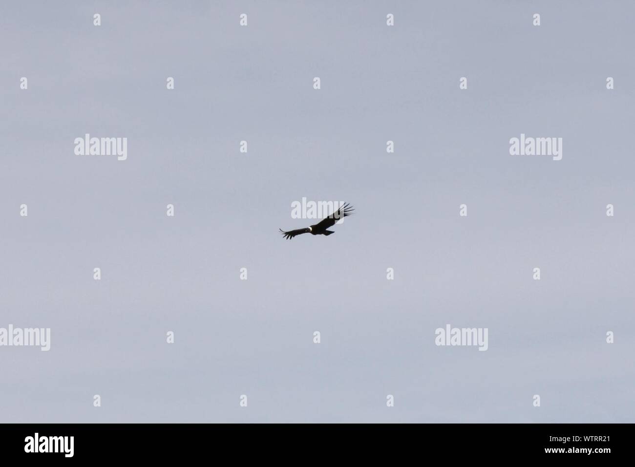 Flying too high hi-res stock photography and images - Alamy