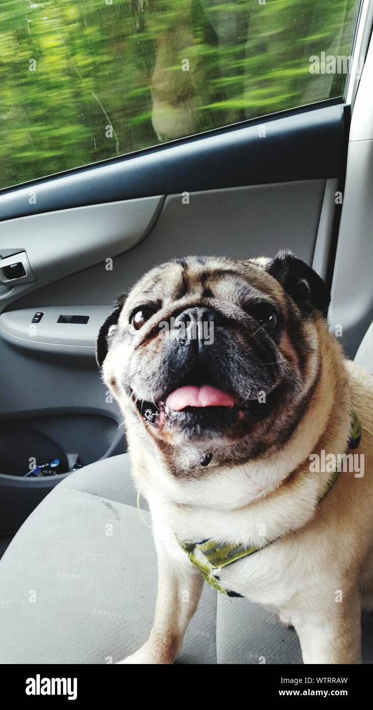 Pug In Car High Resolution Stock Photography and Images - Alamy