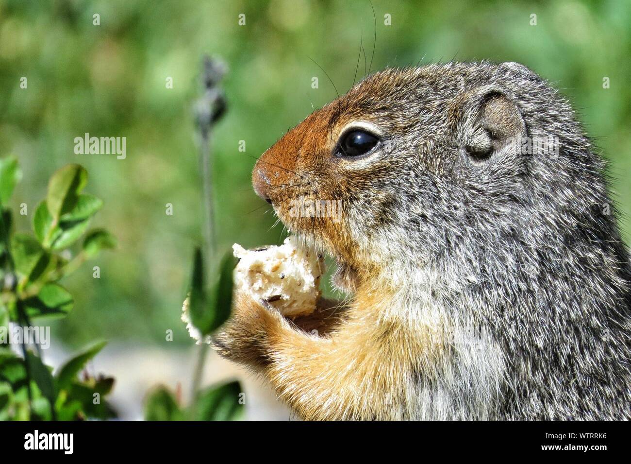 Nut Eating Animals High Resolution Stock Photography and Images - Alamy