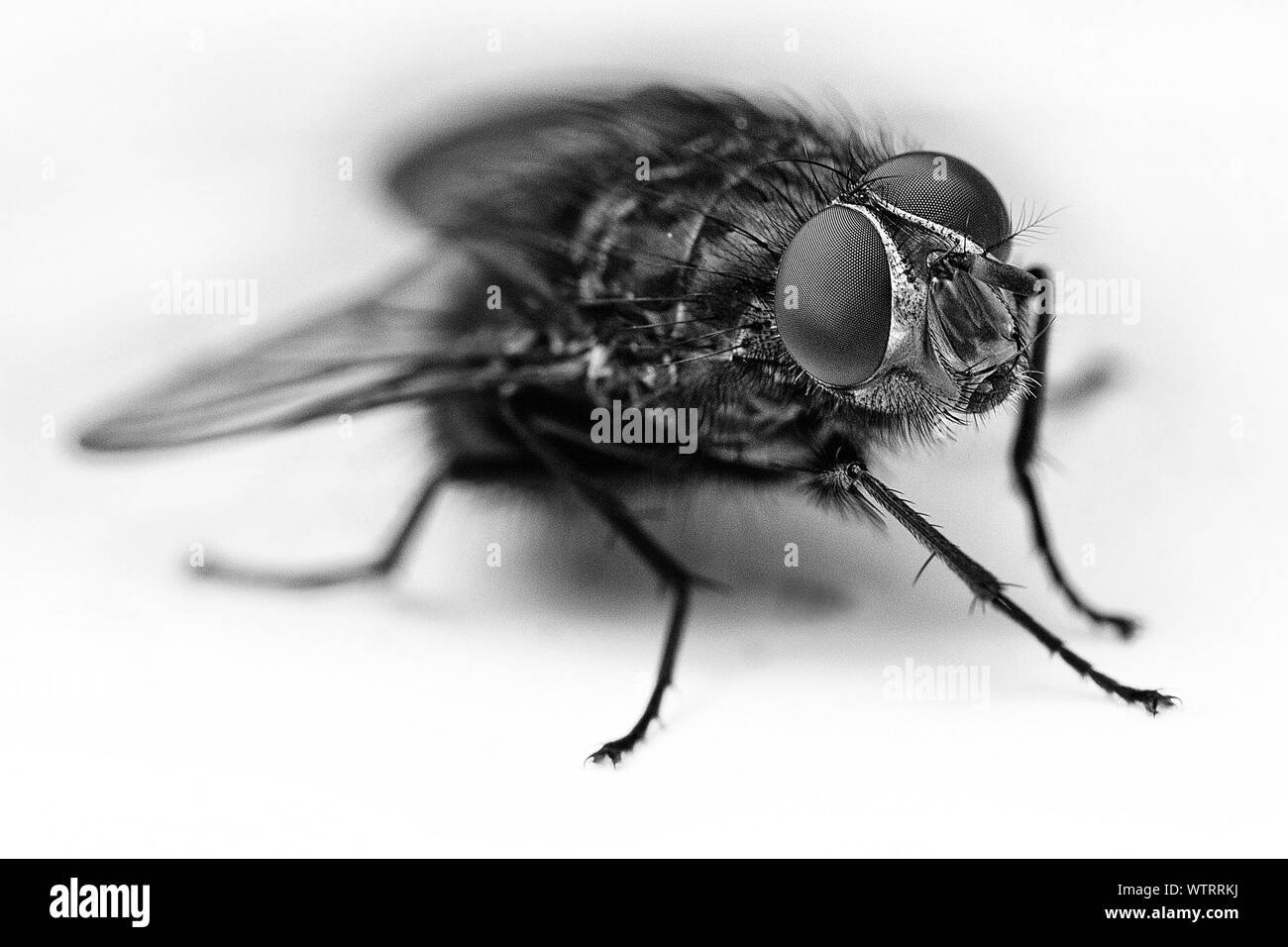Housefly Black and White Stock Photos & Images - Alamy