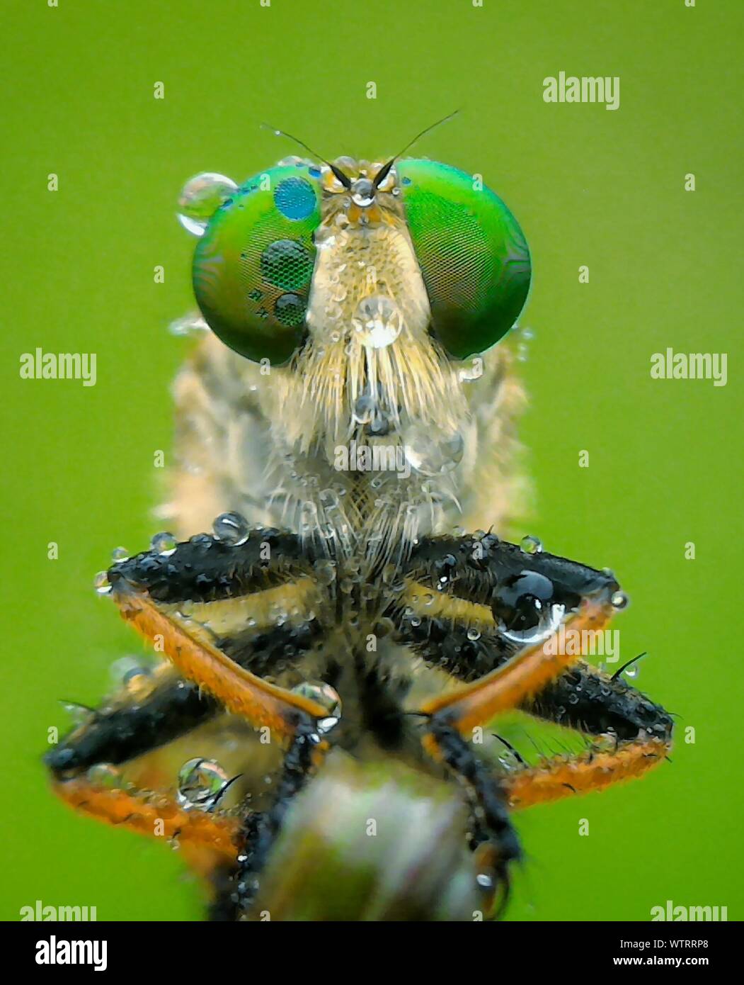 Wet insect hi-res stock photography and images - Alamy