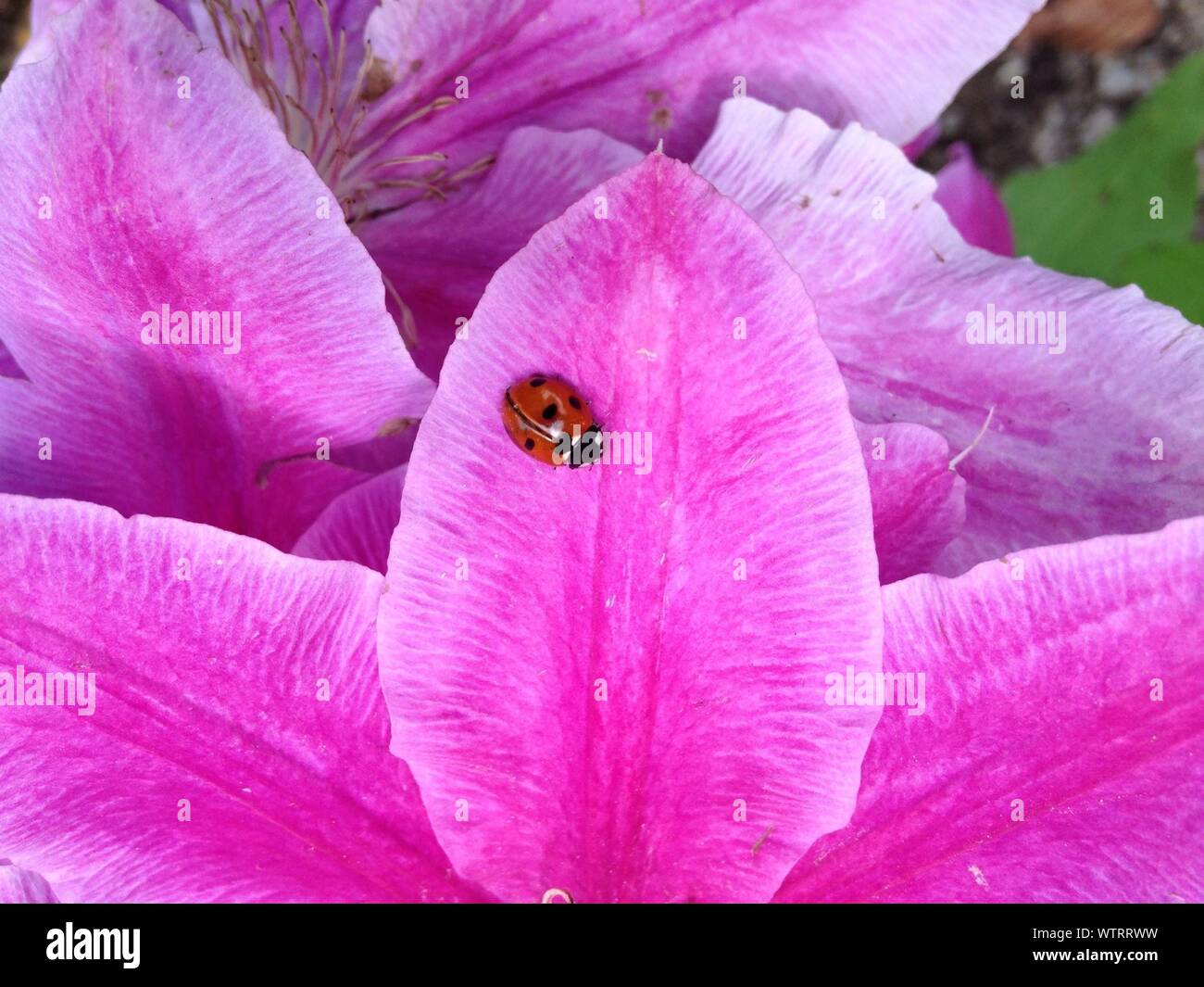Ladybug pink hi-res stock photography and images - Alamy
