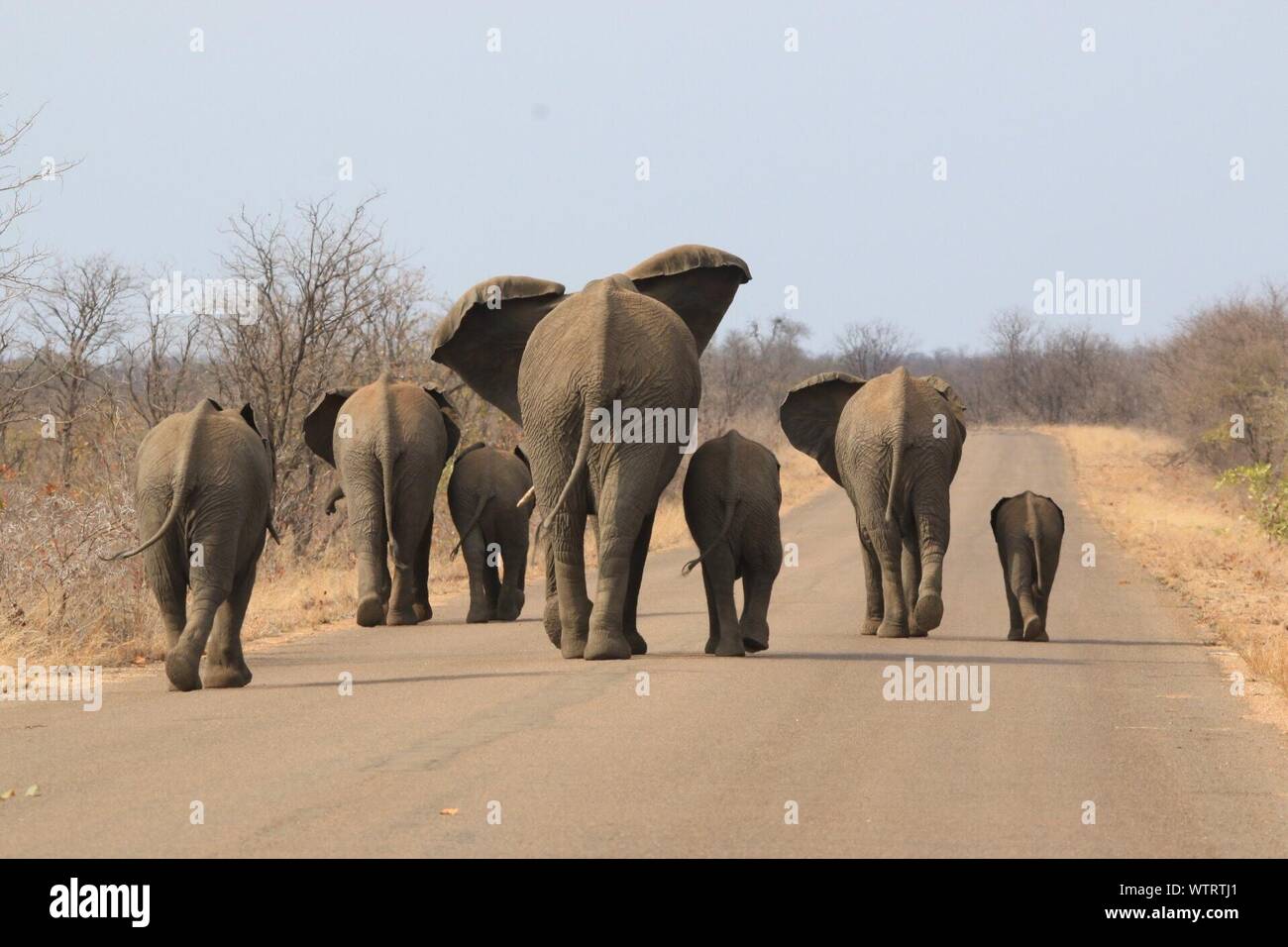 Elephants Walking Row High Resolution Stock Photography and Images - Alamy