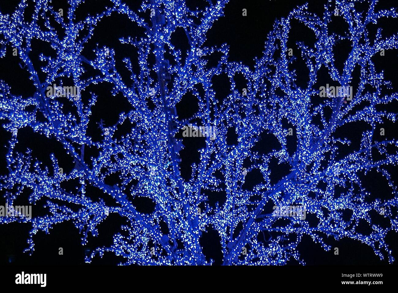 The blue tree hi-res stock photography and images - Alamy
