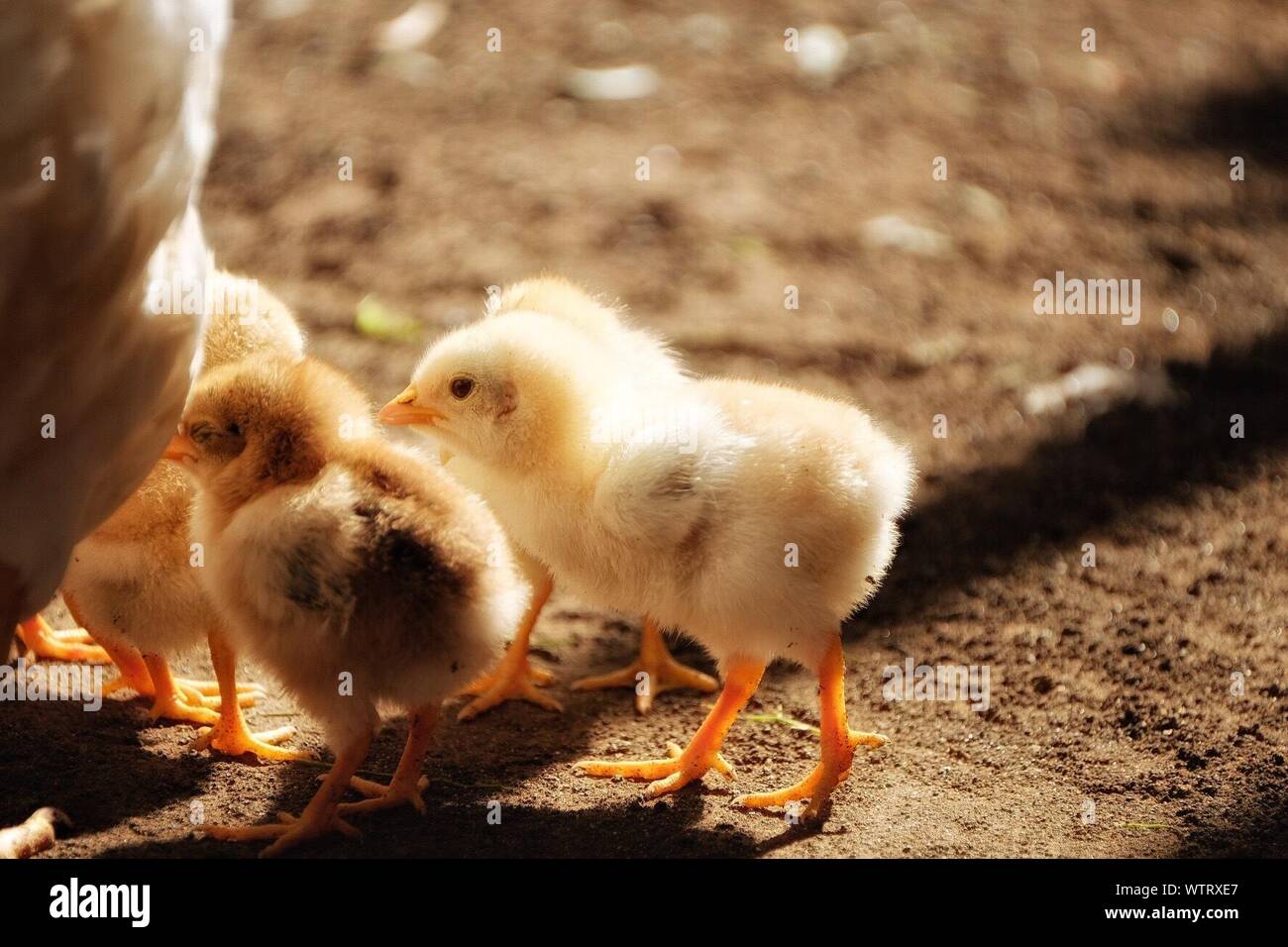Chickens family hi-res stock photography and images - Alamy