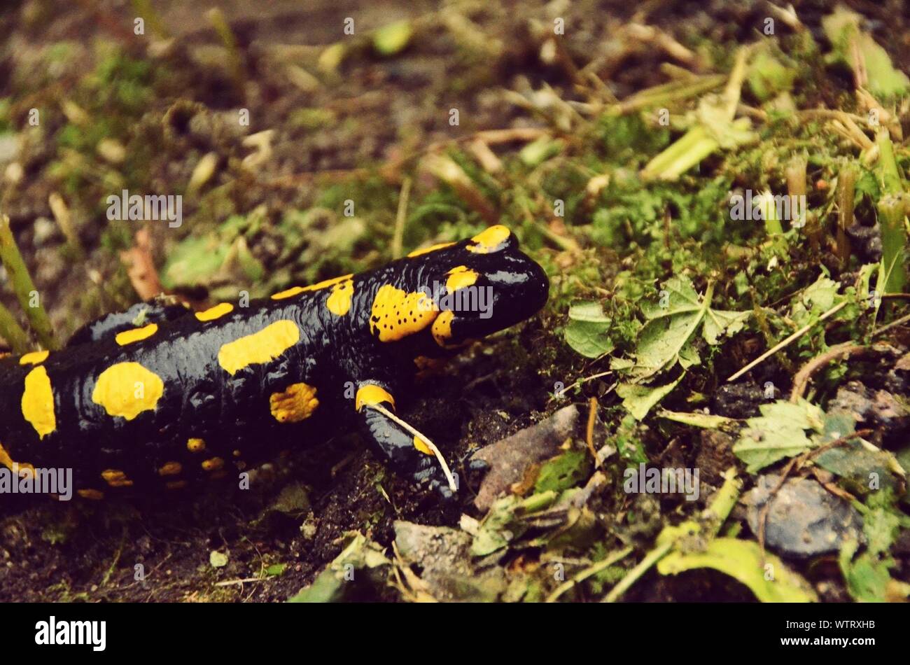 A salamander hi-res stock photography and images - Alamy