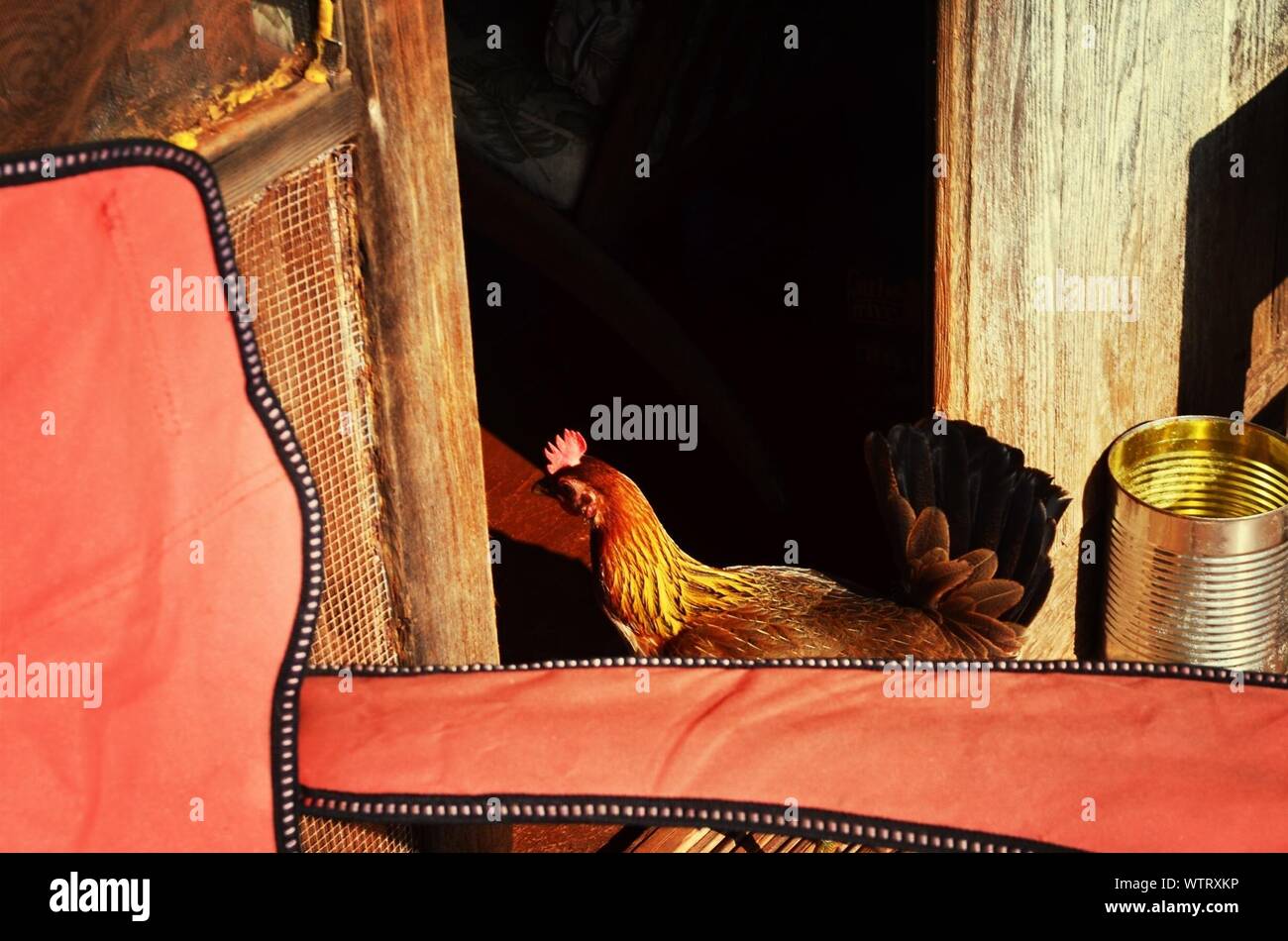 Side view rooster hi-res stock photography and images - Alamy