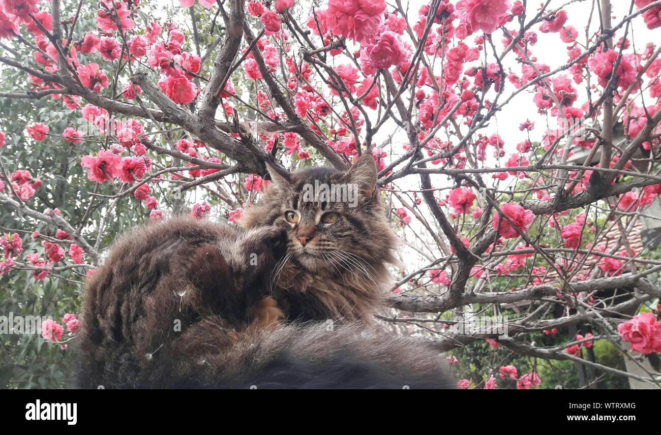 Domestic cat cherry tree hi-res stock photography and images - Alamy