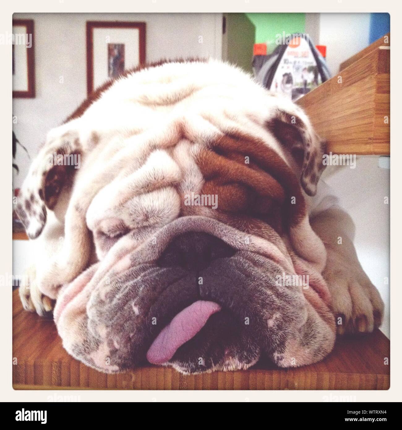 English bulldog sleeping hi-res stock photography and images - Alamy